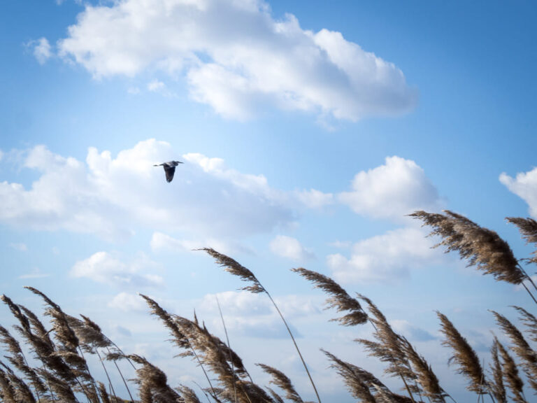 9 Spiritual Meanings of Strong and Sudden Wind: Blowing