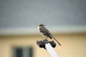What Does a Mockingbird Symbolize? 9 Spiritual Meaning