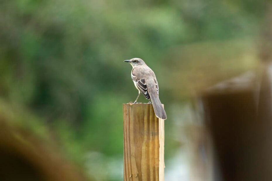 What Does a Mockingbird Symbolize? 9 Spiritual Meaning