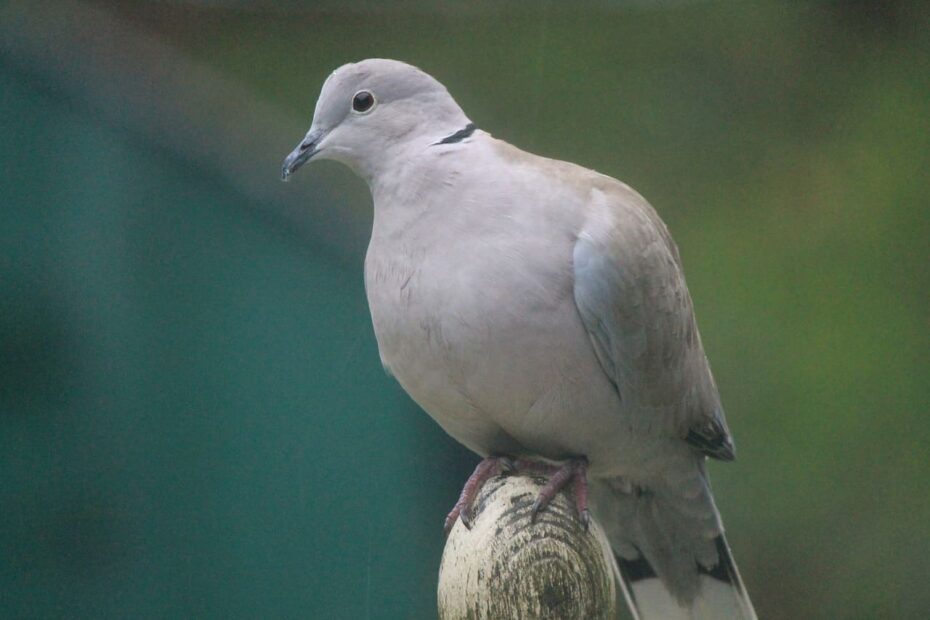What Does It Mean When A Gray Dove Visits You? 9 Meanings