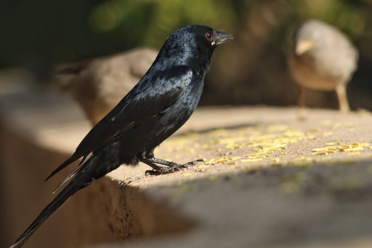 Dead Crow Meaning: 9 Spiritual Messages and Symbolism