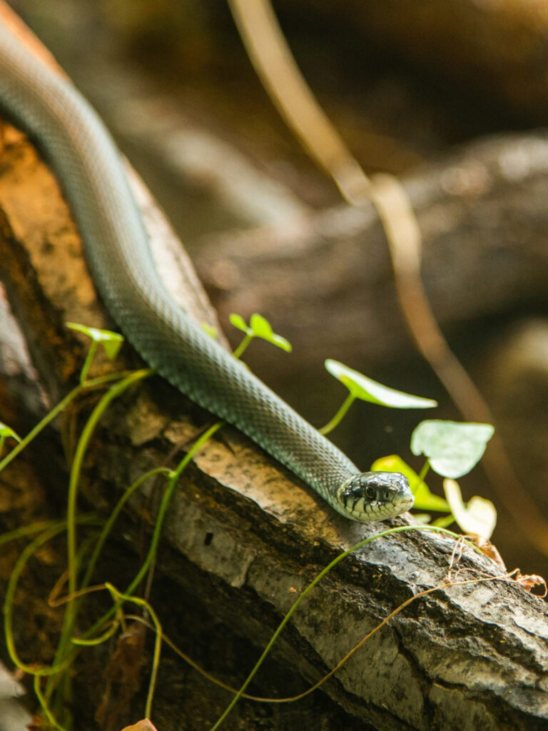 Seeing A Green Snake Spiritual Meaning: 7 Signs