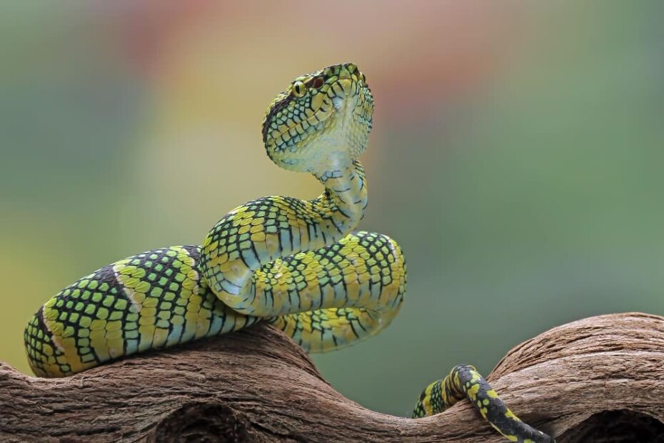 Seeing A Green Snake Spiritual Meaning: 7 Signs