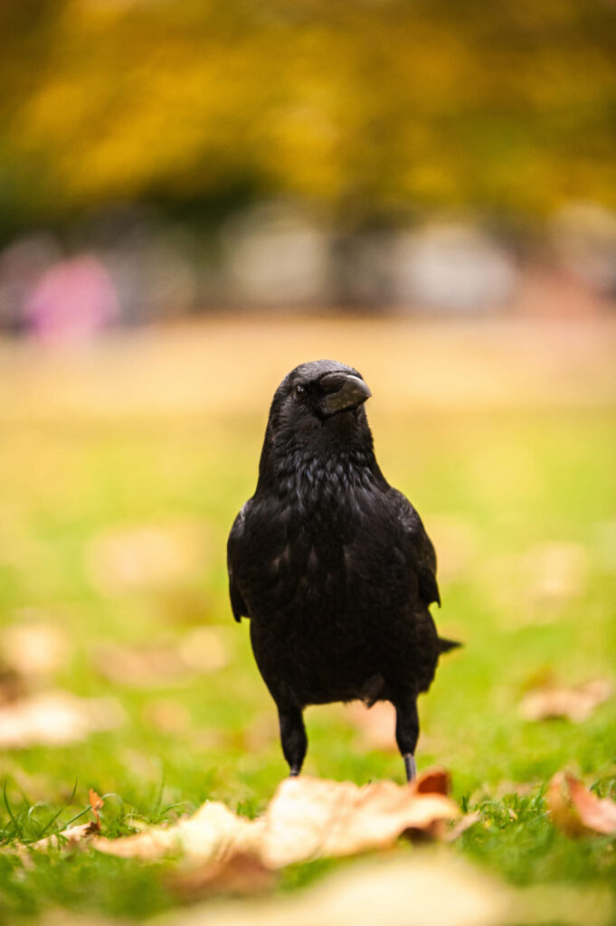 Dead Crow Meaning: 9 Spiritual Messages and Symbolism