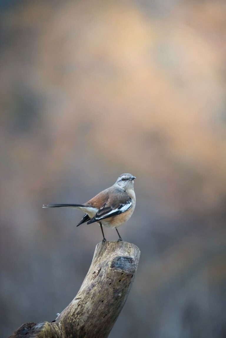 What Does a Mockingbird Symbolize? 9 Spiritual Meaning