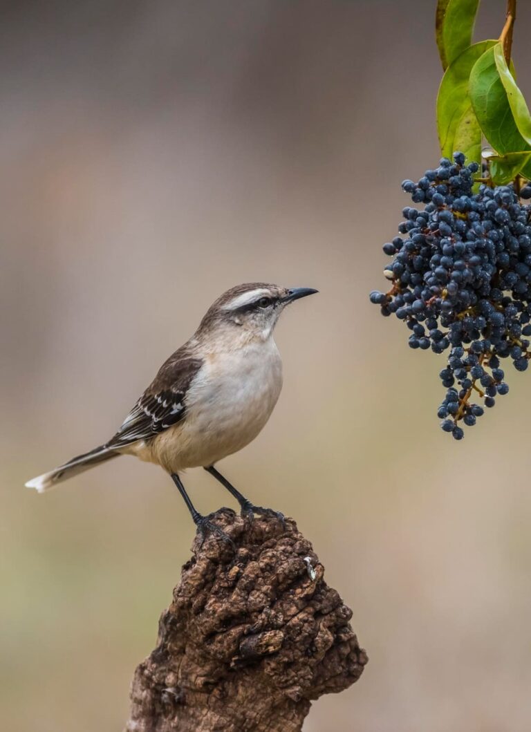 What Does a Mockingbird Symbolize? 9 Spiritual Meaning
