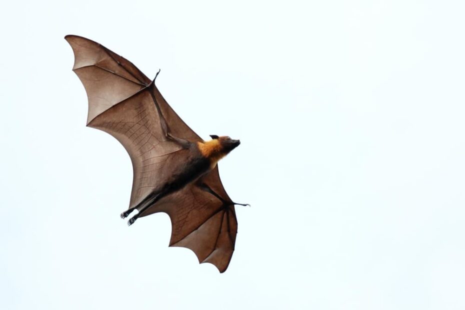 Spiritual Meaning Of Seeing A Bat During The Day? 7 Signs