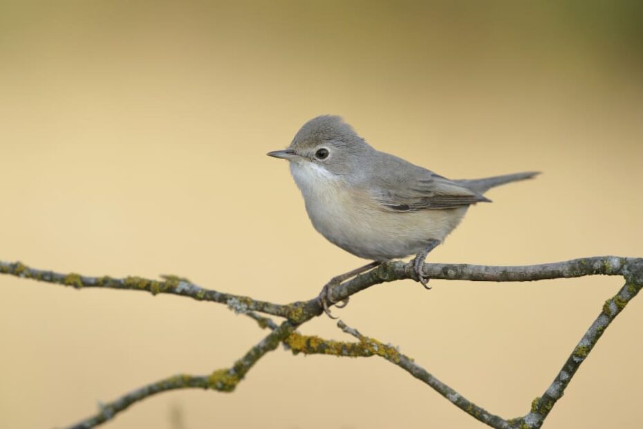 Gray Bird Spiritual Meaning: Seeing One? Sign!