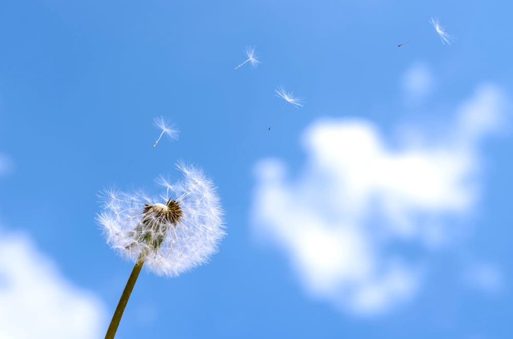Spiritual Meaning of Dandelion: Is It a Sign? Yes!