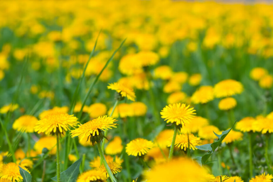Spiritual Meaning of Dandelion: Is It a Sign? Yes!