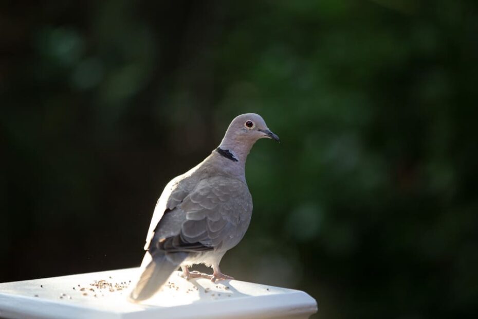 Dove Cooing Spiritual Meaning: Day and Night