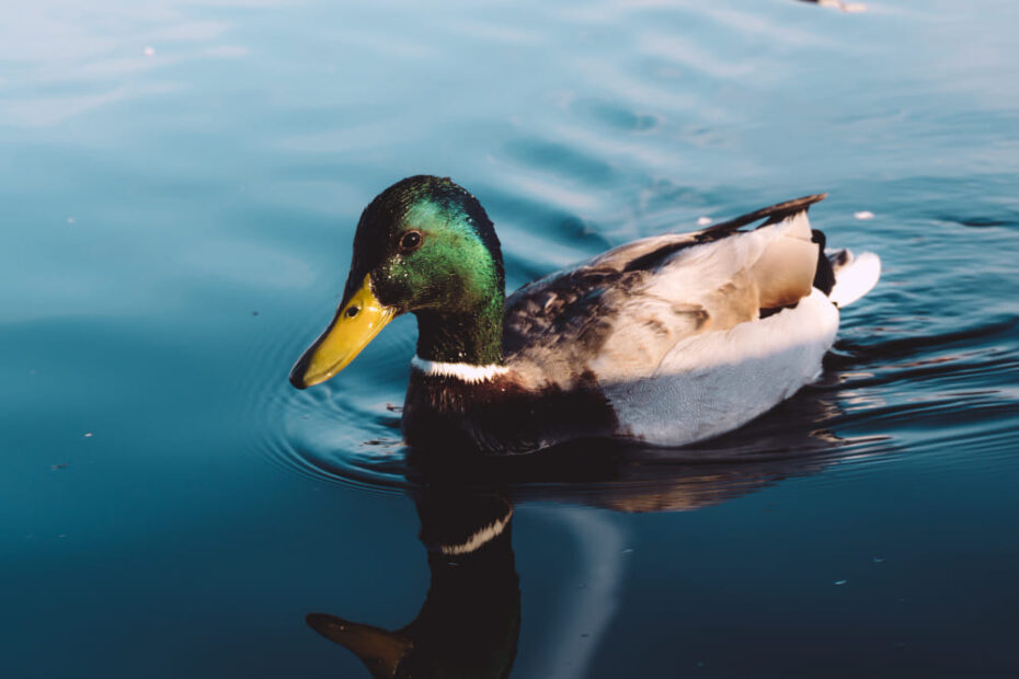 Mallard Duck Spiritual Meaning: True Symbolism!