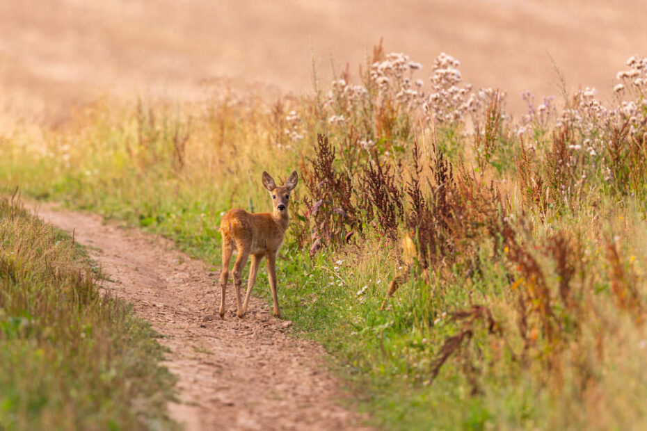 Spiritual Meaning of a Deer in Your Path: 9 Signs