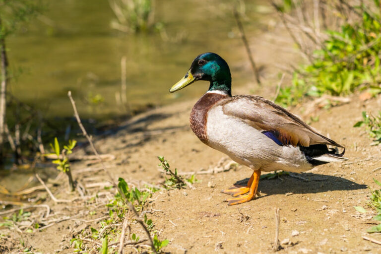Mallard Duck Spiritual Meaning: True Symbolism!