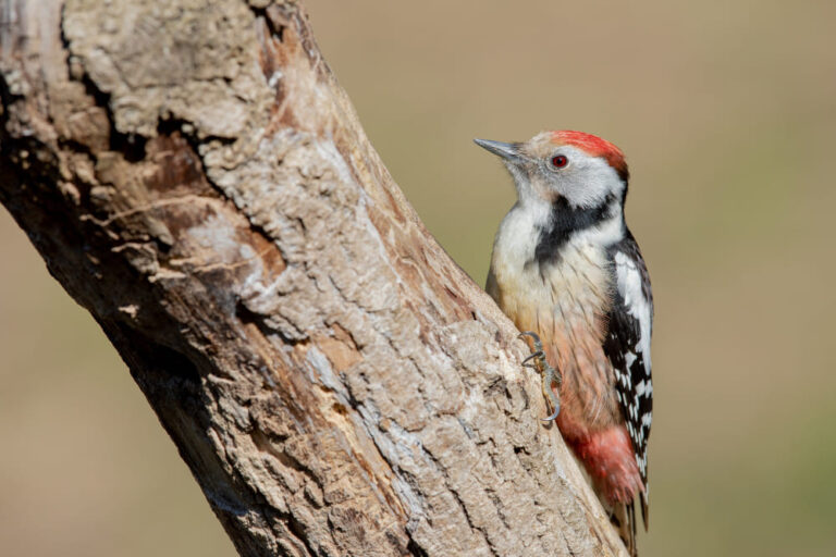 Downy Woodpecker Spiritual Meaning: 7 Signs For You