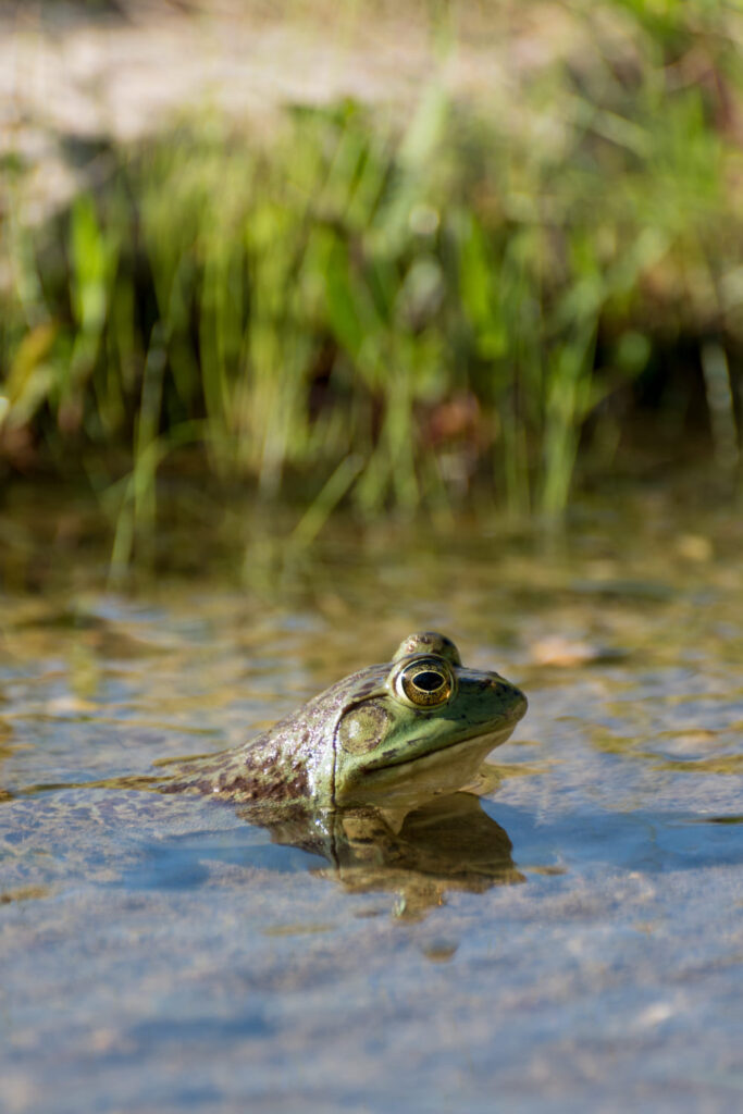 Bullfrog Spiritual Meaning: Have You Seen One? Sign!